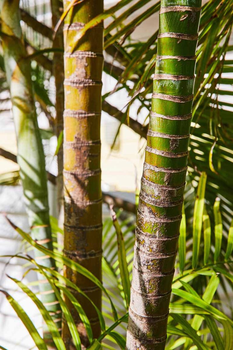 When and How to Fertilize Palms | Gardener’s Path
