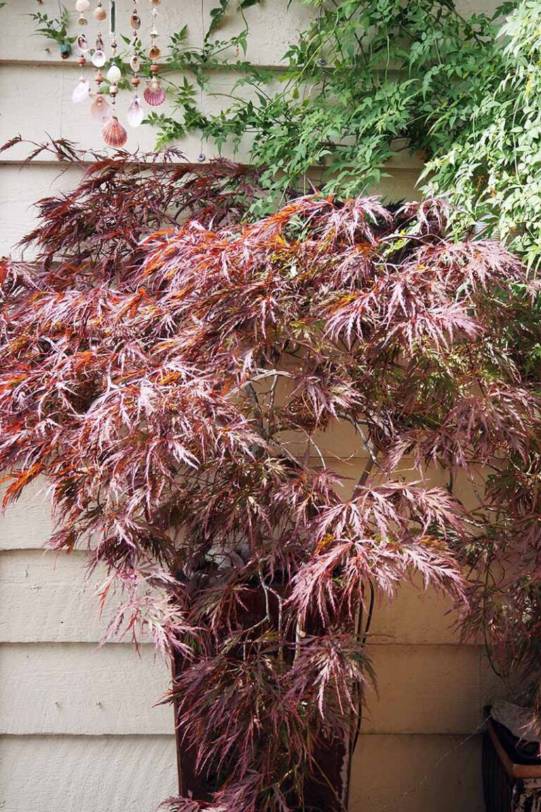 How to Grow ‘Red Dragon’ Japanese Maples | Gardener’s Path