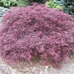 How to Grow ‘Red Dragon’ Japanese Maples | Gardener’s Path