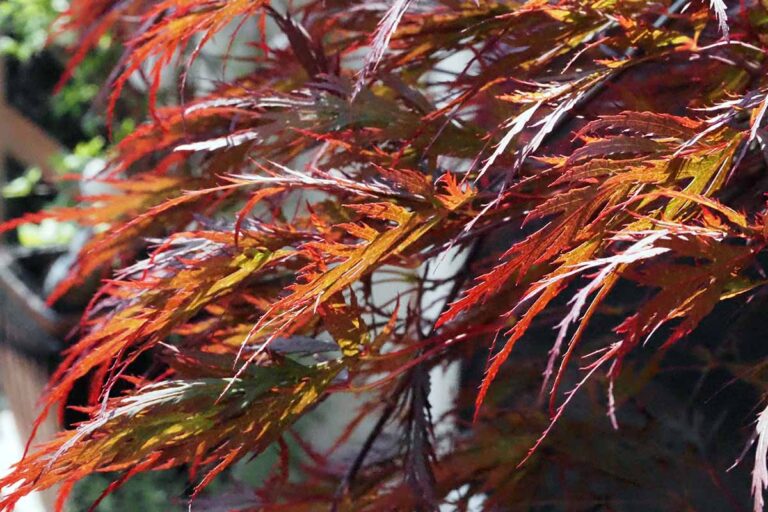 How to Grow ‘Red Dragon’ Japanese Maples | Gardener’s Path