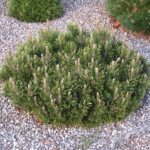 23 of the Best Mugo Pine Varieties | Gardener’s Path