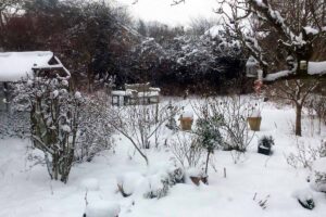 How to Winterize Lilac Shrubs | Gardener’s Path