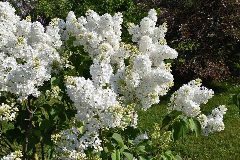 How to Winterize Lilac Shrubs | Gardener’s Path