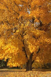 How to Grow and Care for Freeman Maple | Gardener’s Path