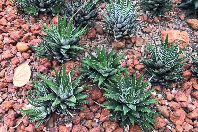 How to Grow and Care for Zebra Haworthia | Gardener’s Path