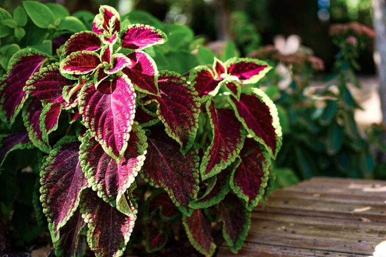 How to Overwinter Coleus Plants | Gardener’s Path