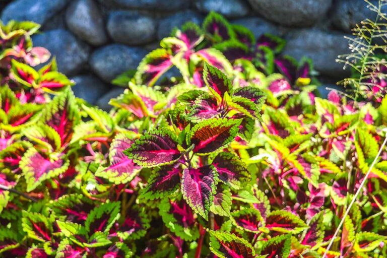 How to Overwinter Coleus Plants | Gardener’s Path