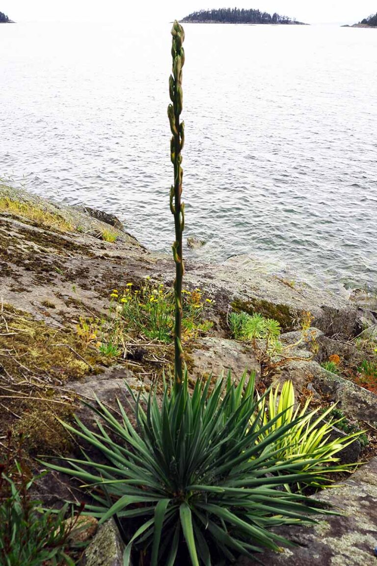 How to Grow Adam’s Needle Yucca Plants | Gardener’s Path