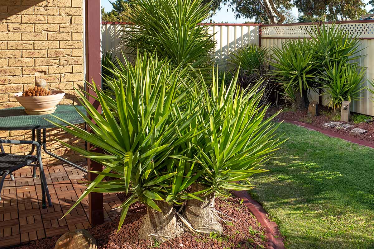 Yucca Growing Guides Tips And Information Gardener s Path Yucca Growing Guides Tips And Information Gardener s Path