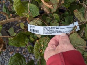 How to Identify, Treat, and Control Eastern Filbert Blight