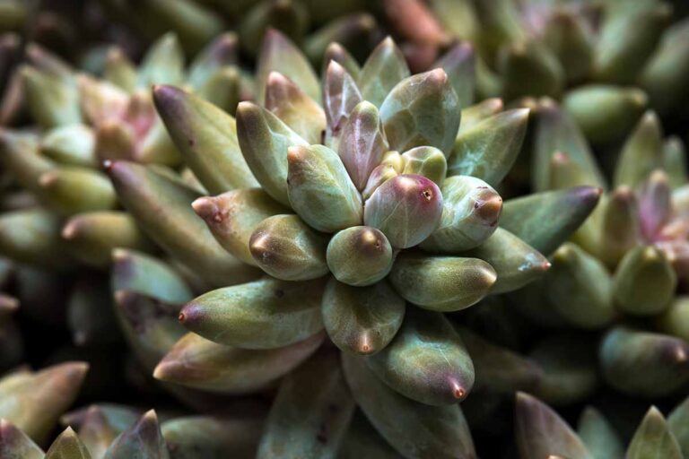 How to Grow Little Jewel Pachyveria Succulents | Gardener’s Path