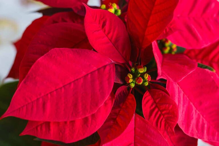 How to Propagate Poinsettia from Seed | Gardener’s Path