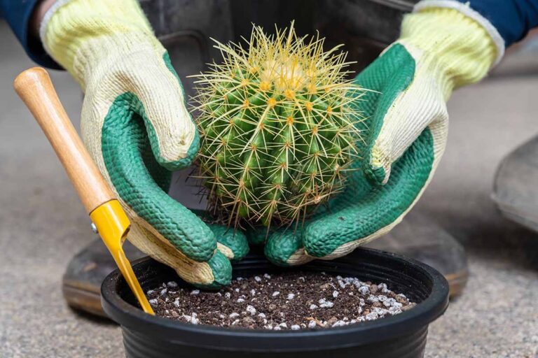 When and How to Repot a Cactus | Gardener’s Path