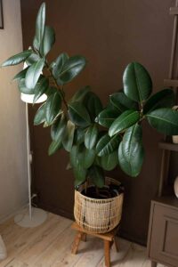 How to Encourage Branching in Rubber Tree Plants