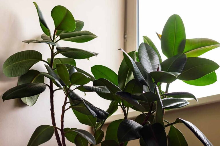 When and How to Prune a Rubber Tree Plant | Gardener’s Path