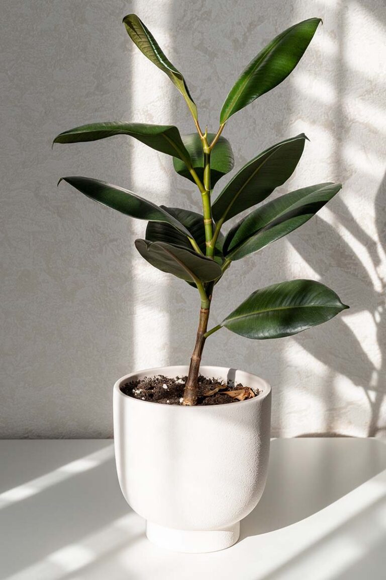 Common Causes and Solutions for Yellow Leaves on Rubber Trees