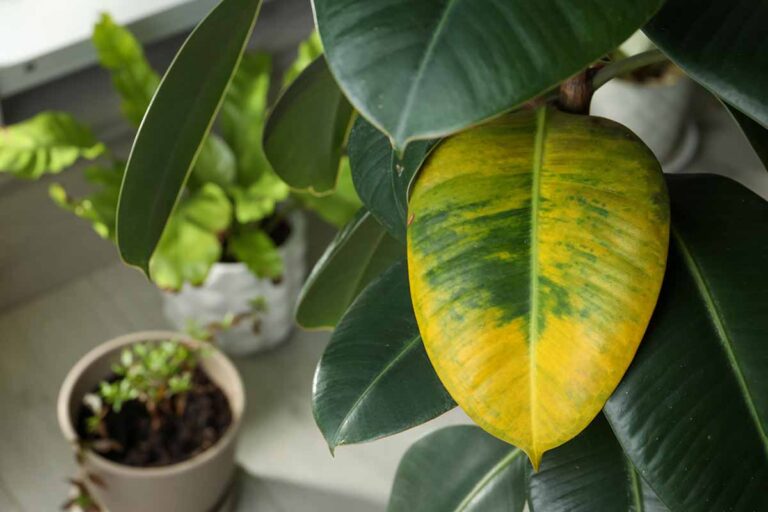 Common Causes and Solutions for Yellow Leaves on Rubber Trees