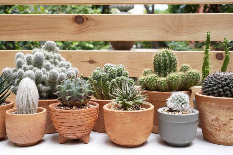 When and How to Repot a Cactus | Gardener’s Path