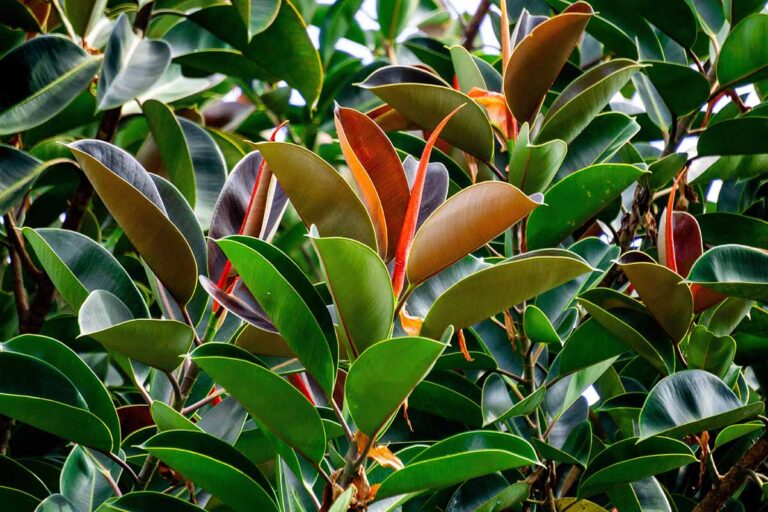 How to Encourage Branching in Rubber Tree Plants