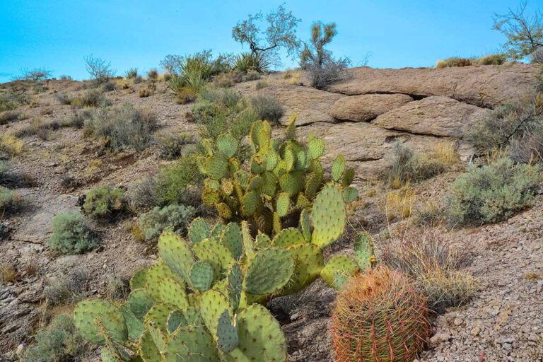 When and How to Water Cactus Houseplants | Gardener’s Path