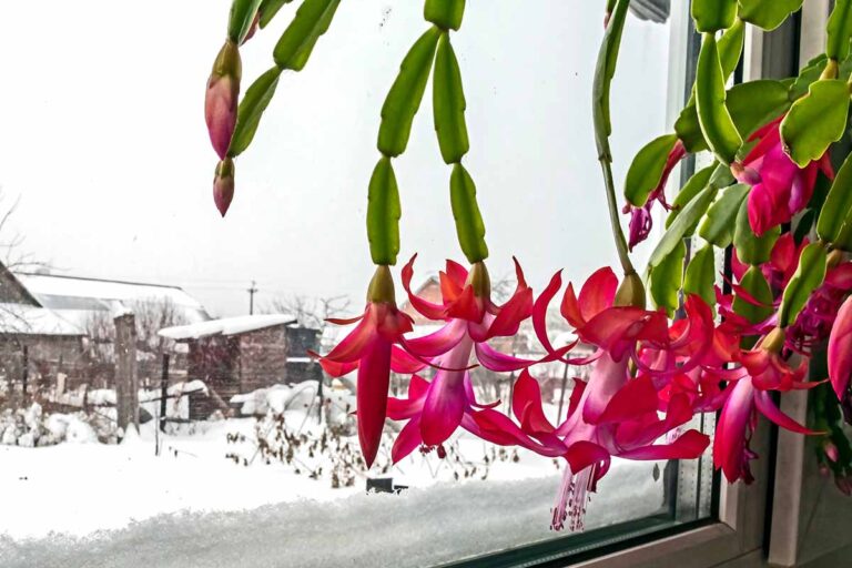 How Cold Tolerant Are Christmas Cactus Plants? | Gardener’s Path