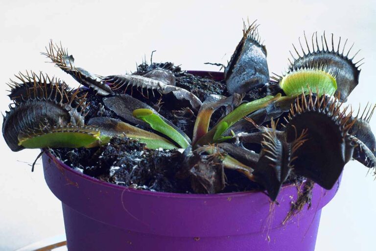 Tips for Growing Venus Flytraps Outdoors | Gardener’s Path