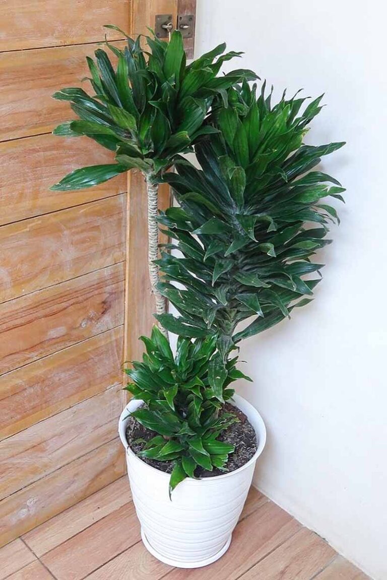 How to Grow Corn Plants (Dracaena Fragrans) | Gardener’s Path