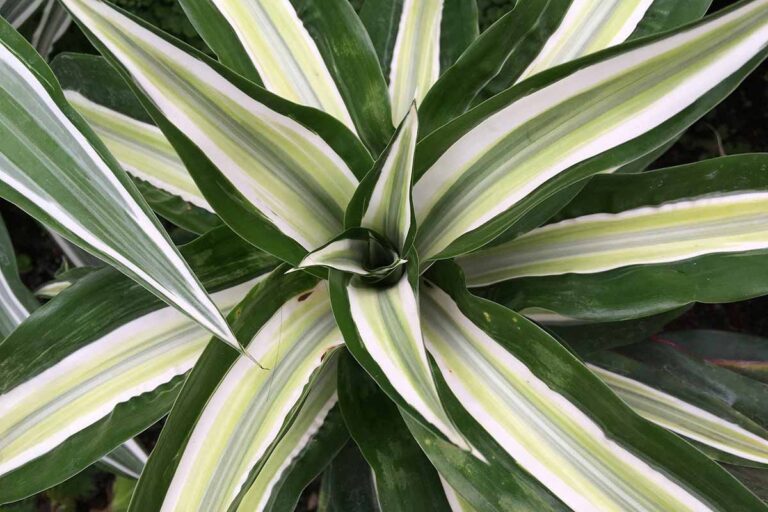 How to Grow Corn Plants (Dracaena Fragrans) | Gardener’s Path