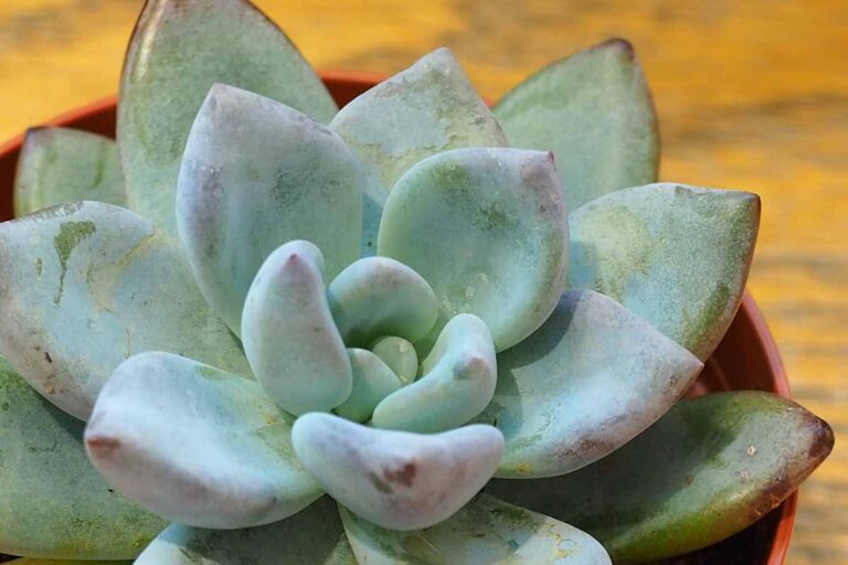 Tips for Growing Pachyveria Powder Puff Succulents
