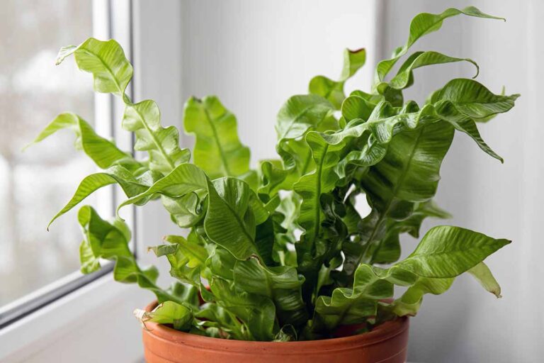 When and How to Fertilize Ferns | Gardener’s Path