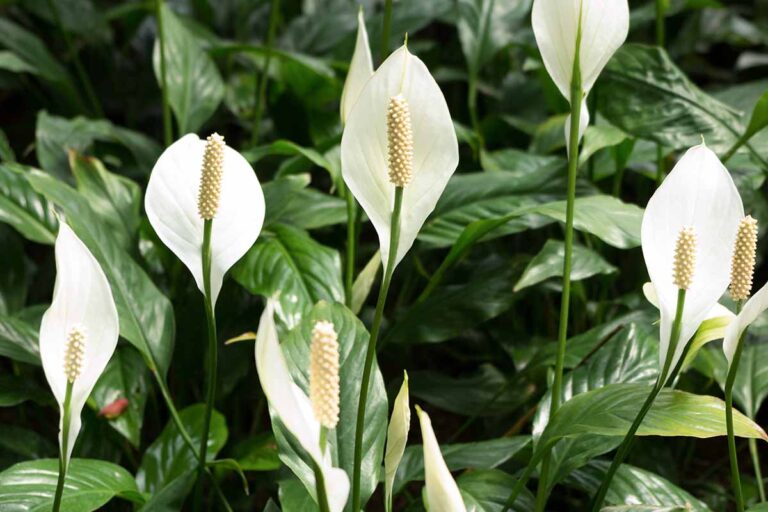 When and How to Divide Peace Lilies | Gardener's Path