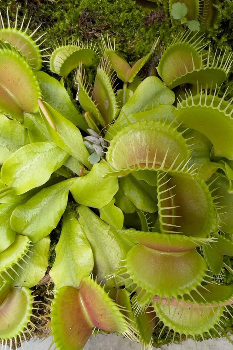 Tips for Growing Venus Flytraps Outdoors | Gardener’s Path
