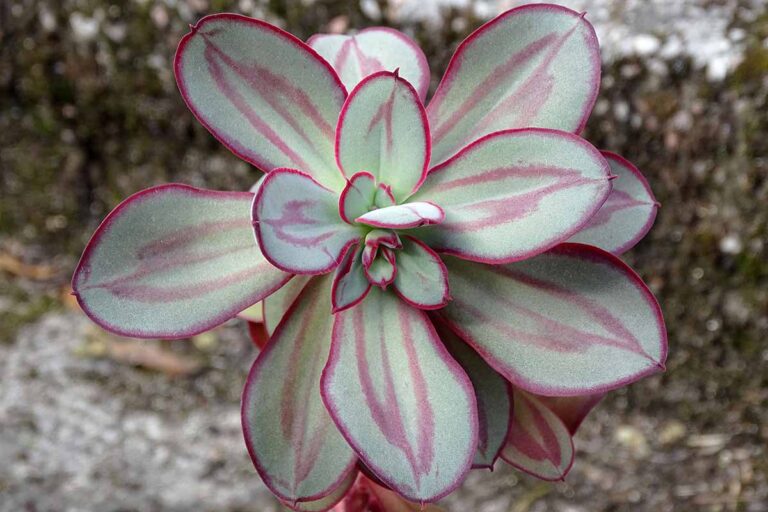 Tips for Growing Painted Lady Echeveria | Gardener’s Path