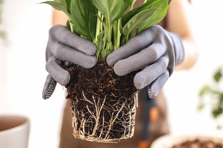 When and How to Divide Peace Lilies | Gardener's Path