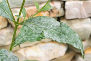 How to Identify and Control Powdery Mildew in the Greenhouse