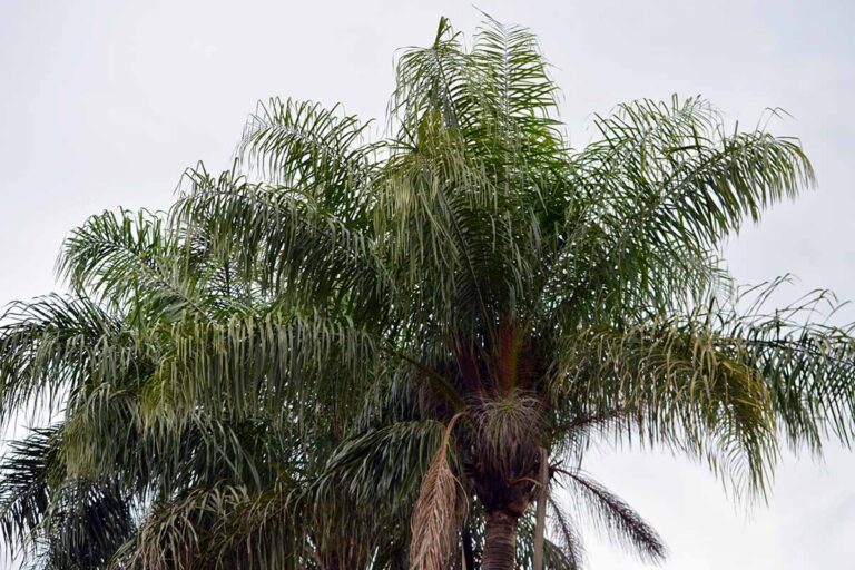 How to Winterize Queen Palms | Gardener’s Path