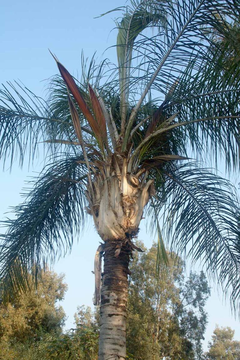 How to Winterize Queen Palms | Gardener’s Path