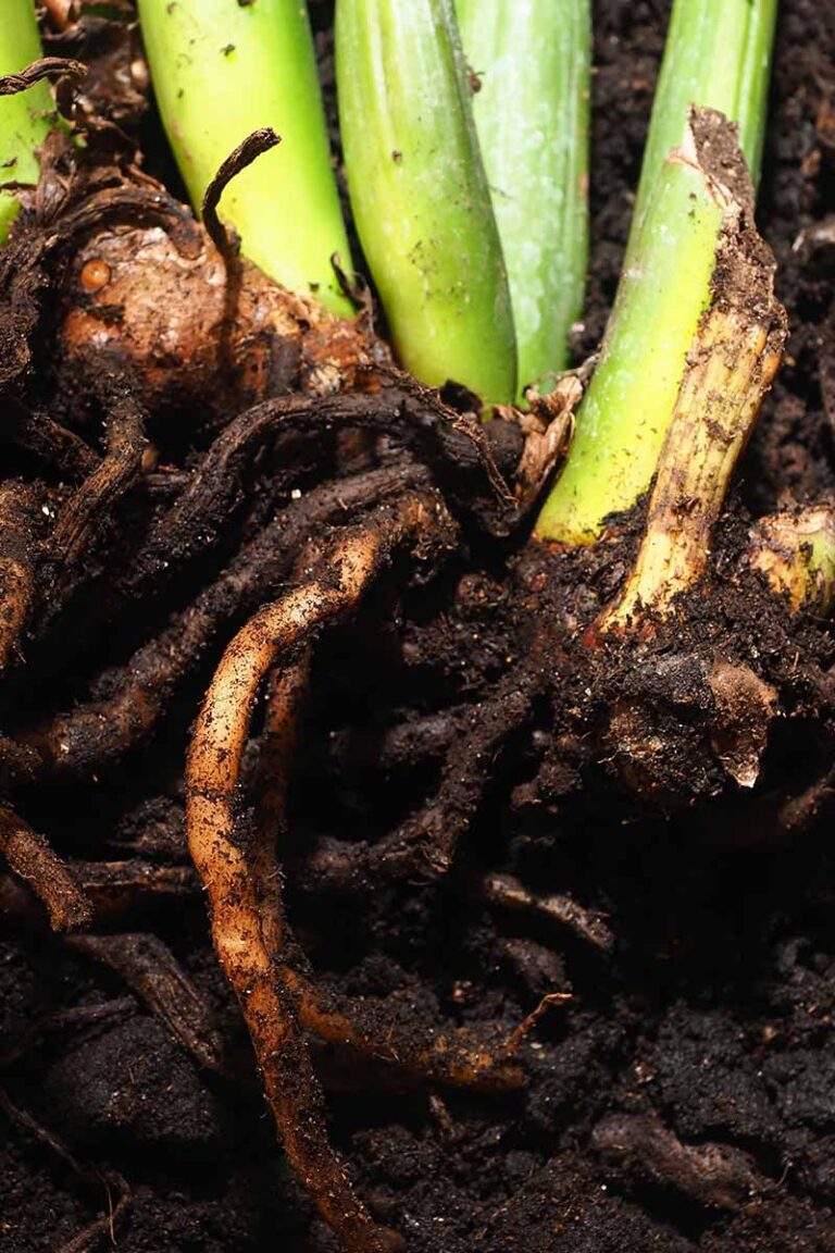 How to Identify and Treat 11 Houseplant Diseases