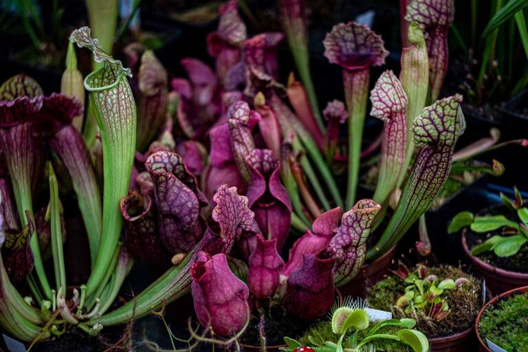 When and How to Repot Pitcher Plants | Gardener’s Path
