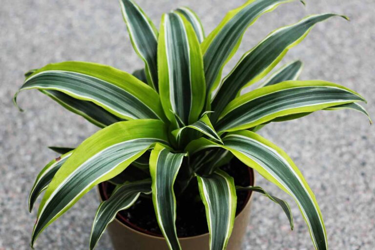 How to Grow Corn Plants (Dracaena Fragrans) | Gardener’s Path