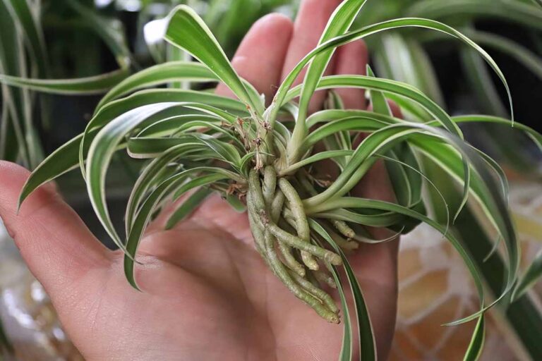 When and How to Prune Spider Plants | Gardener’s Path