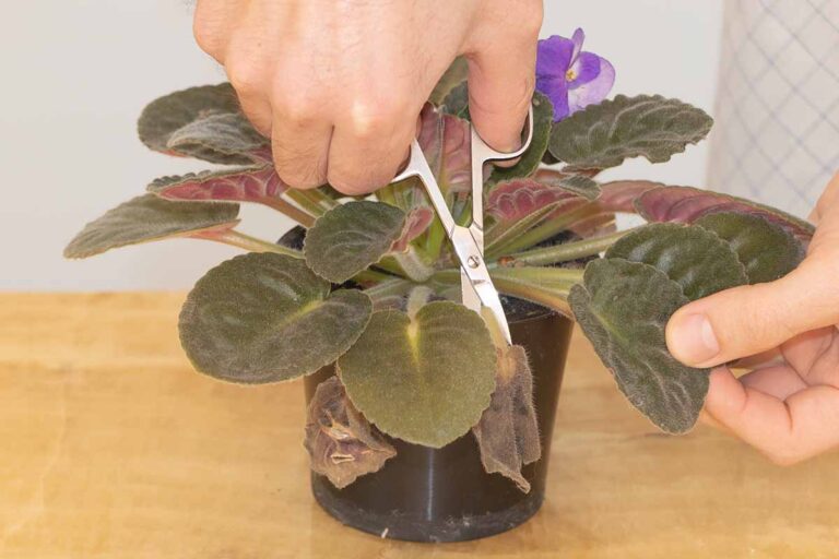 Troubleshooting Yellow Leaves on Your African Violet