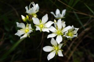 Tips for Growing Venus Flytraps Outdoors | Gardener’s Path