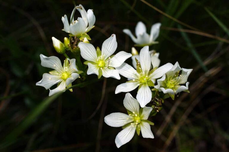 Tips for Growing Venus Flytraps Outdoors | Gardener’s Path