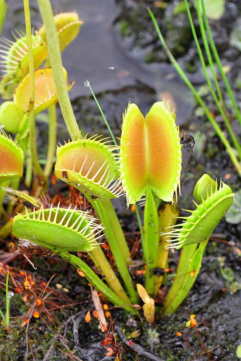 Tips for Growing Venus Flytraps Outdoors | Gardener’s Path