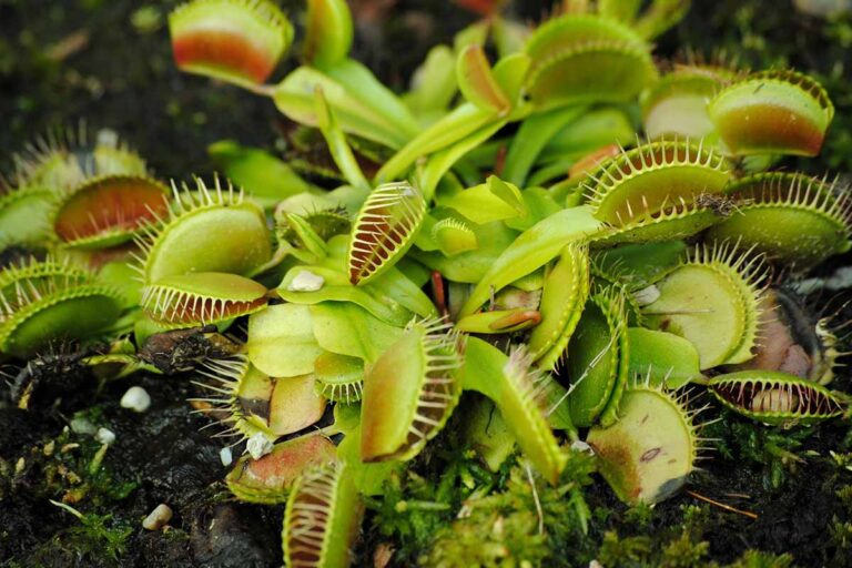 Tips for Growing Venus Flytraps Outdoors | Gardener’s Path