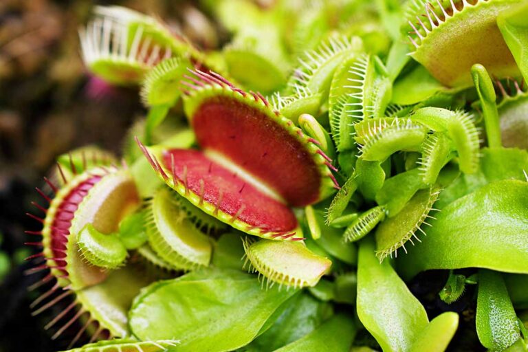 Tips for Growing Venus Flytraps Outdoors | Gardener’s Path