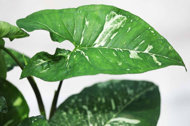 23 of the Best Arrowhead (Syngonium) Varieties | Gardener’s Path