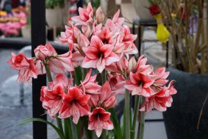 When and How to Fertilize Amaryllis | Gardener’s Path