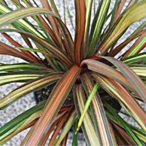 15 of the Best Cordyline (Ti Plant) Varieties | Gardener’s Path